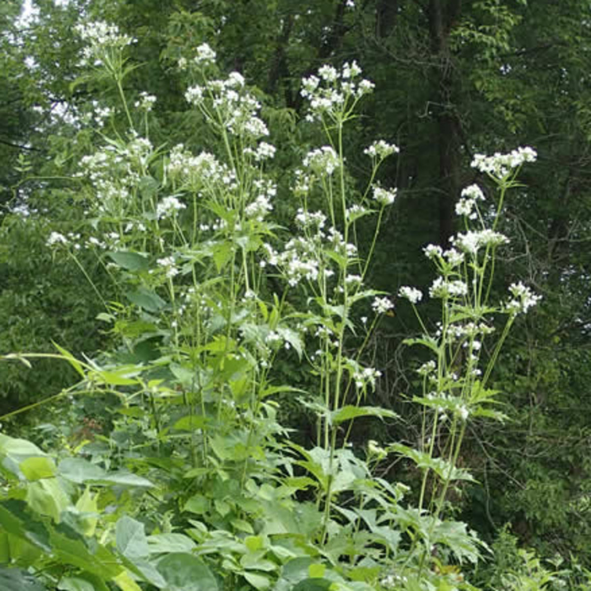 Napaea dioica | Passiflora